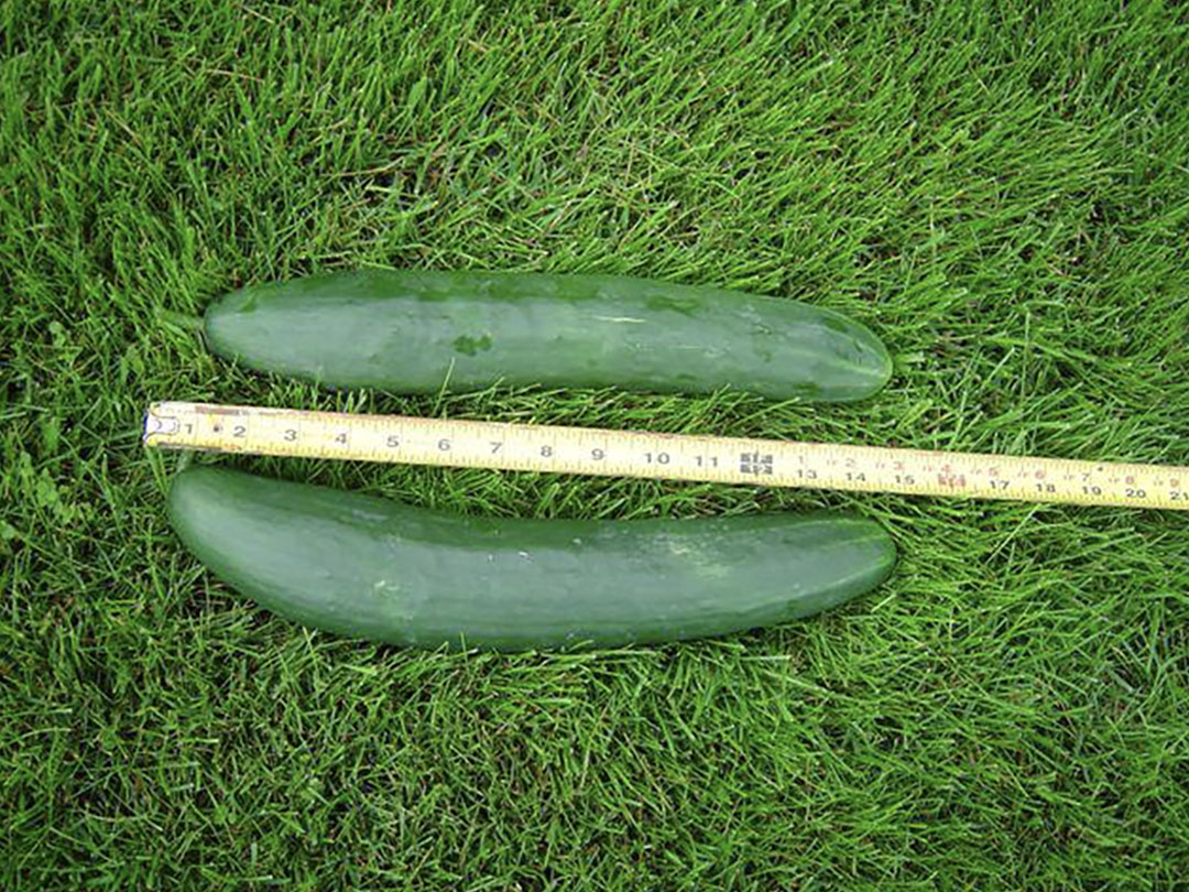 Ordinary cucumbers | Alive Water