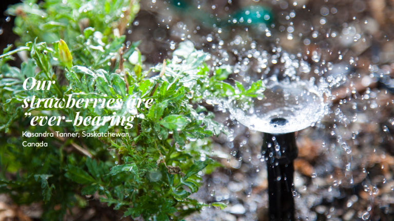 The Vortex Structured Water Revitalizer | Alive Water